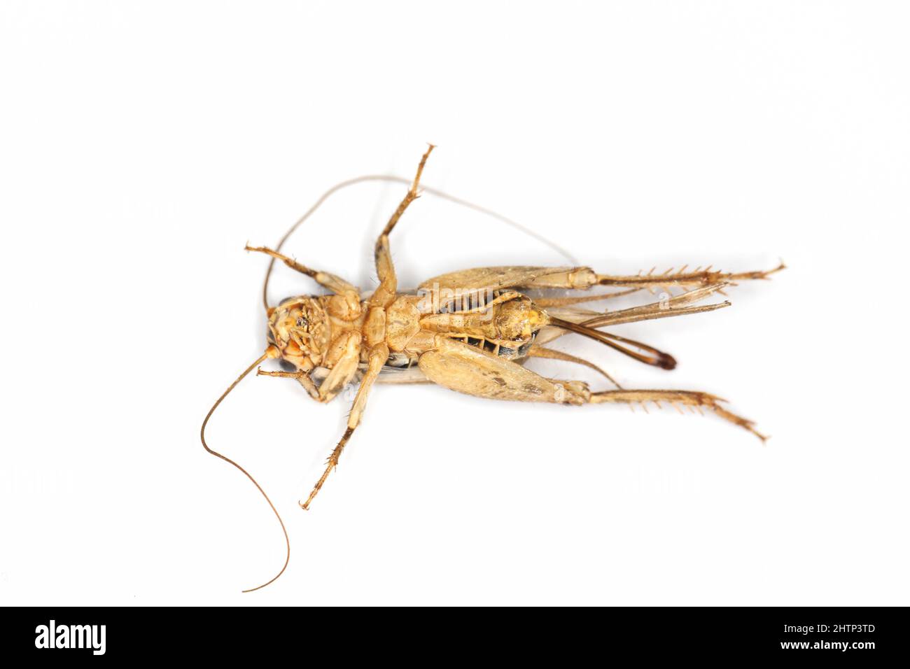 Manger des insectes et manger des insectes comme cuisine exotique et ...