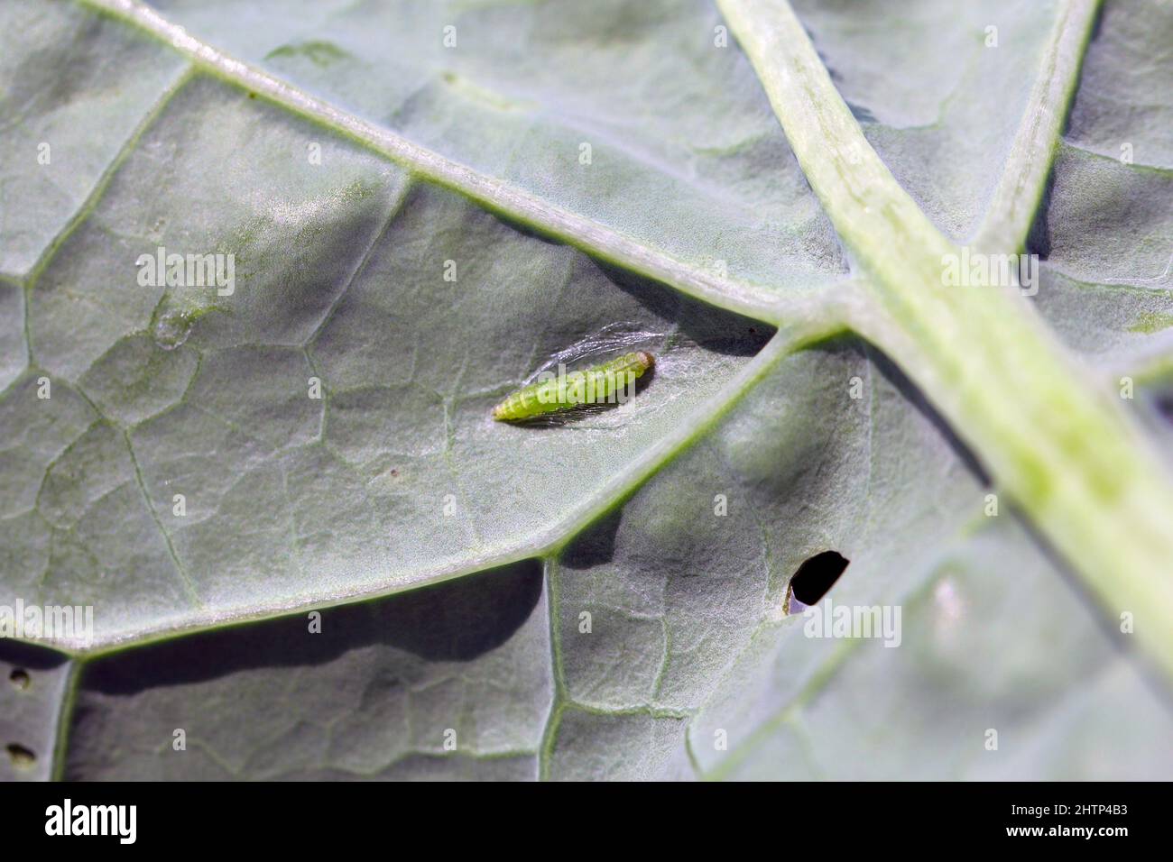 Feuille de colza endommagée par la teigne de diamant (Plutella ...
