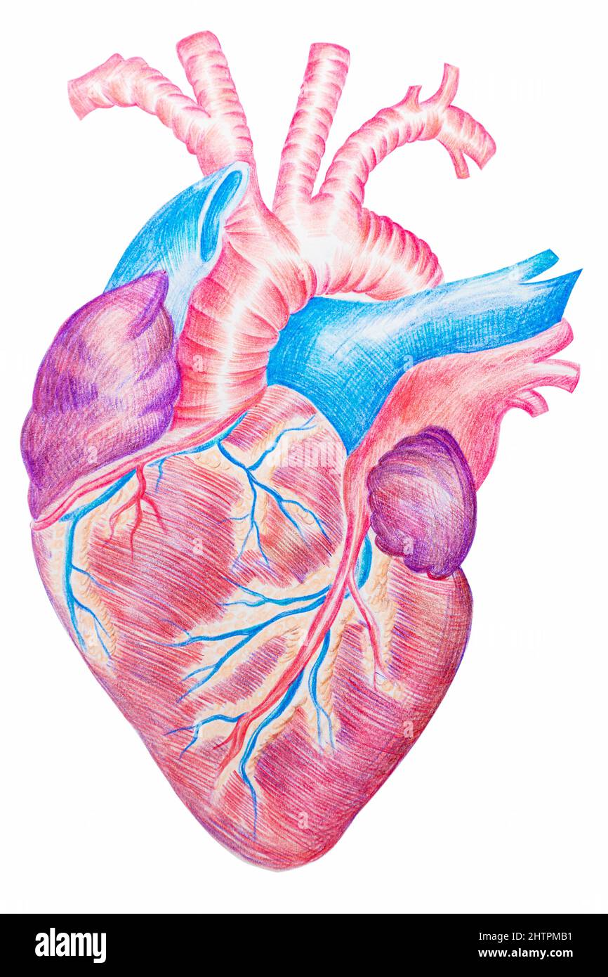 Illustration du cœur, de l'organe interne humain — avec des crayons de ...