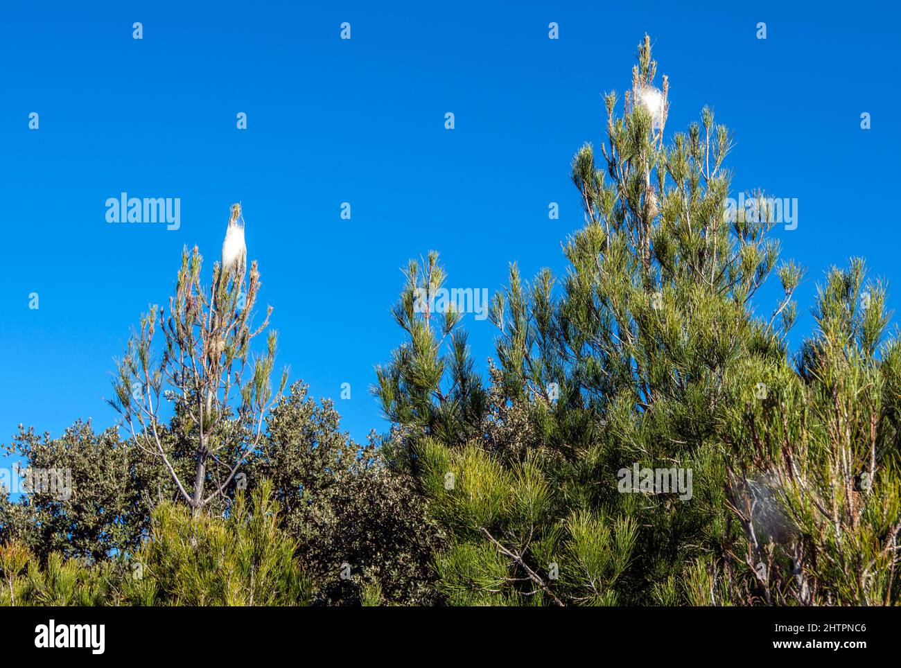 La chenille processive du pin niche où il y a environ 300 oeufs dans ...