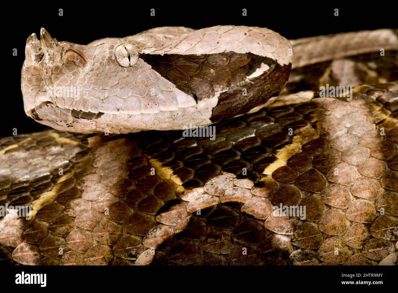 Rhinocéros viper bitis rhinocéros Banque de photographies et d’images à ...