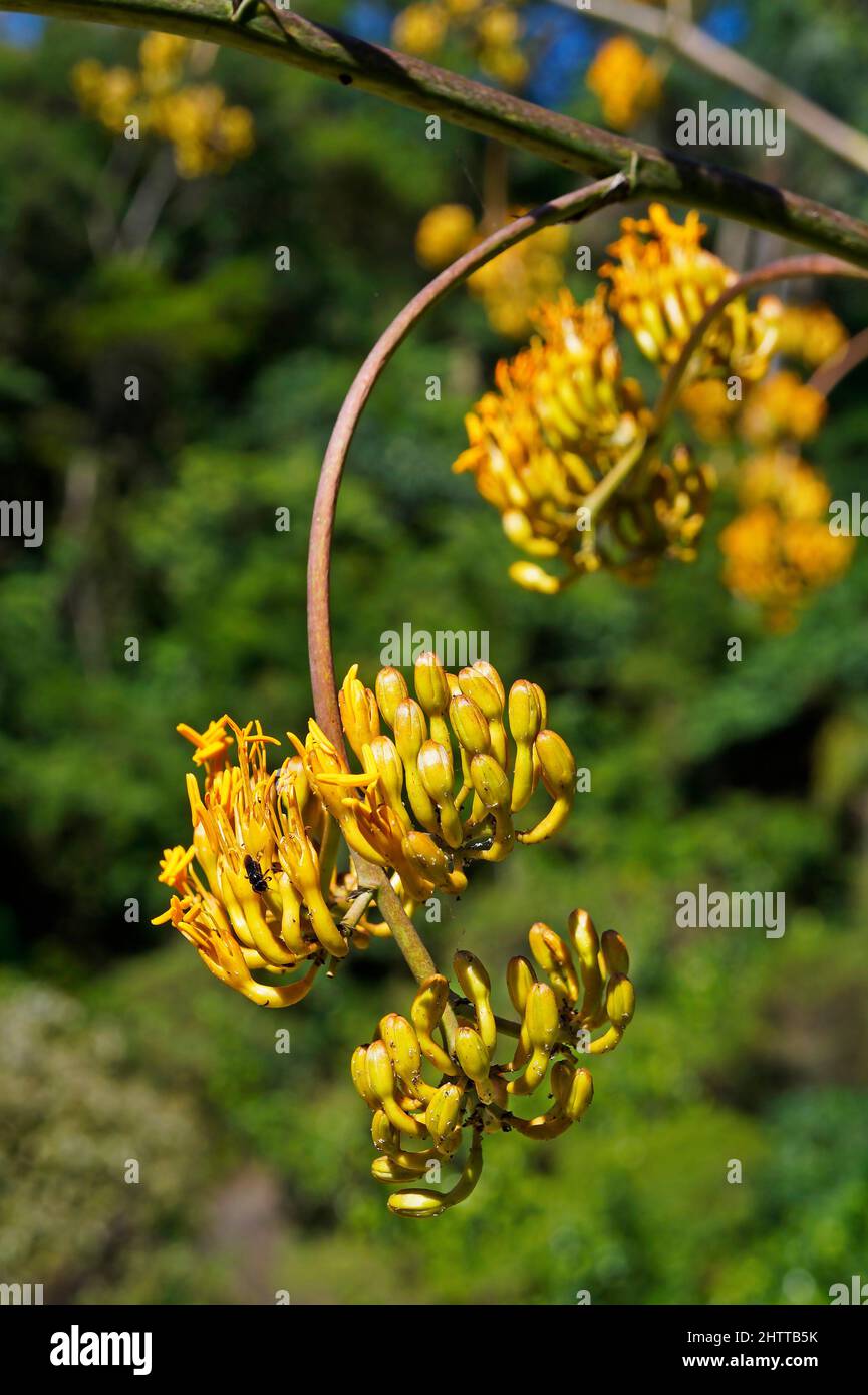 Fleurs d'agave Banque de photographies et d’images à haute résolution ...