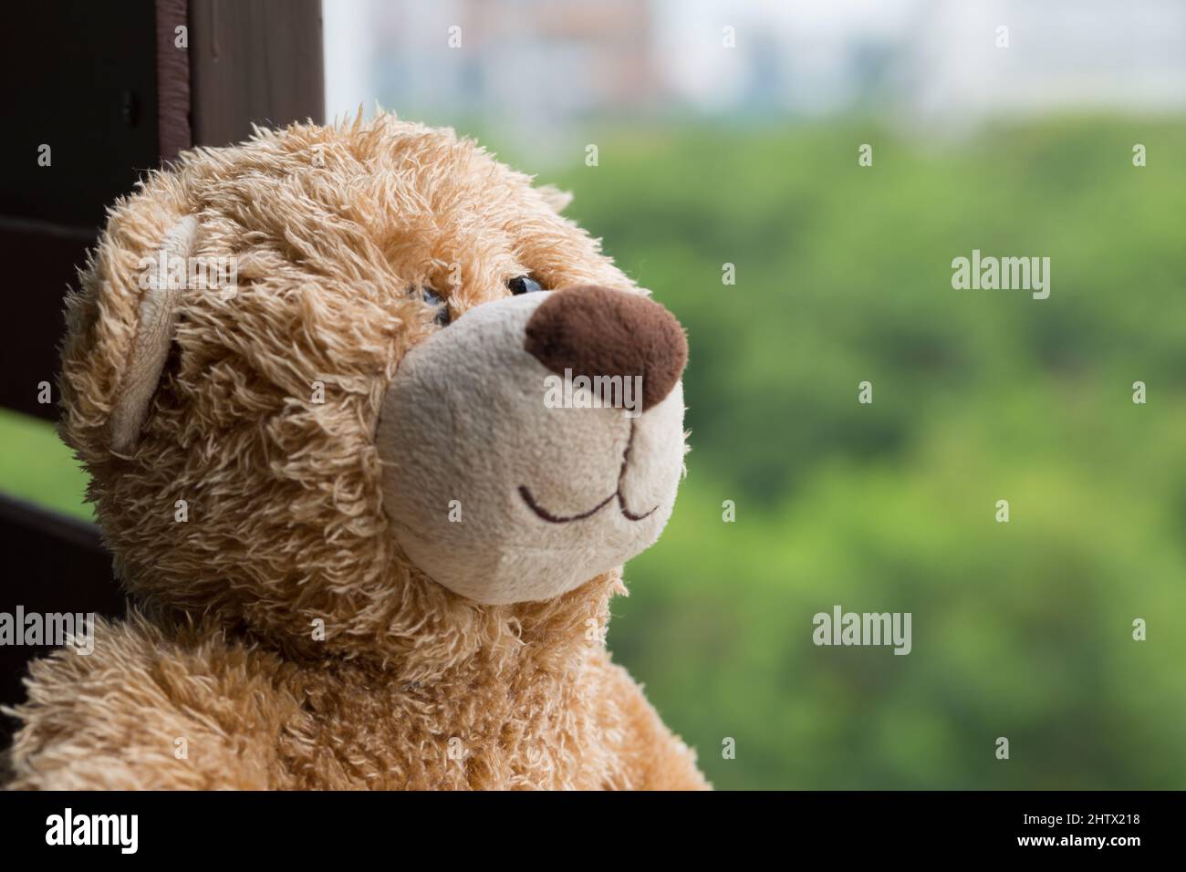 Ours solitaire Banque de photographies et d’images à haute résolution ...