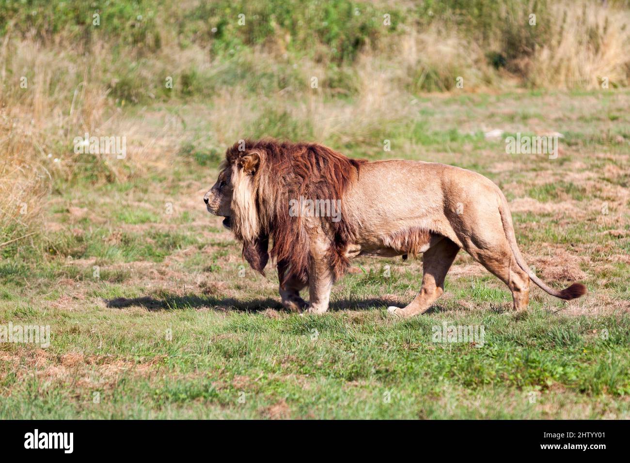 Chasse au lion en afrique Banque d'image et photos - Alamy