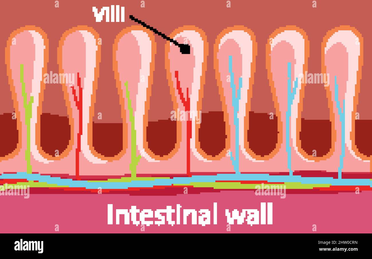 Intestinal wall structure Banque d'images vectorielles - Alamy