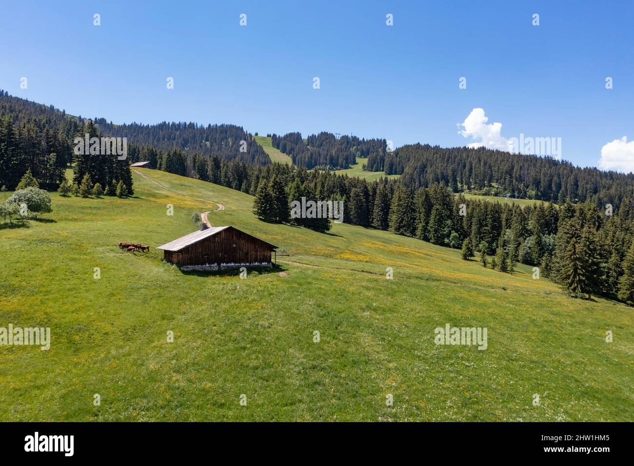 France, haute-Savoie (74), pays du Mont-blanc, Megève, pâturages de ...