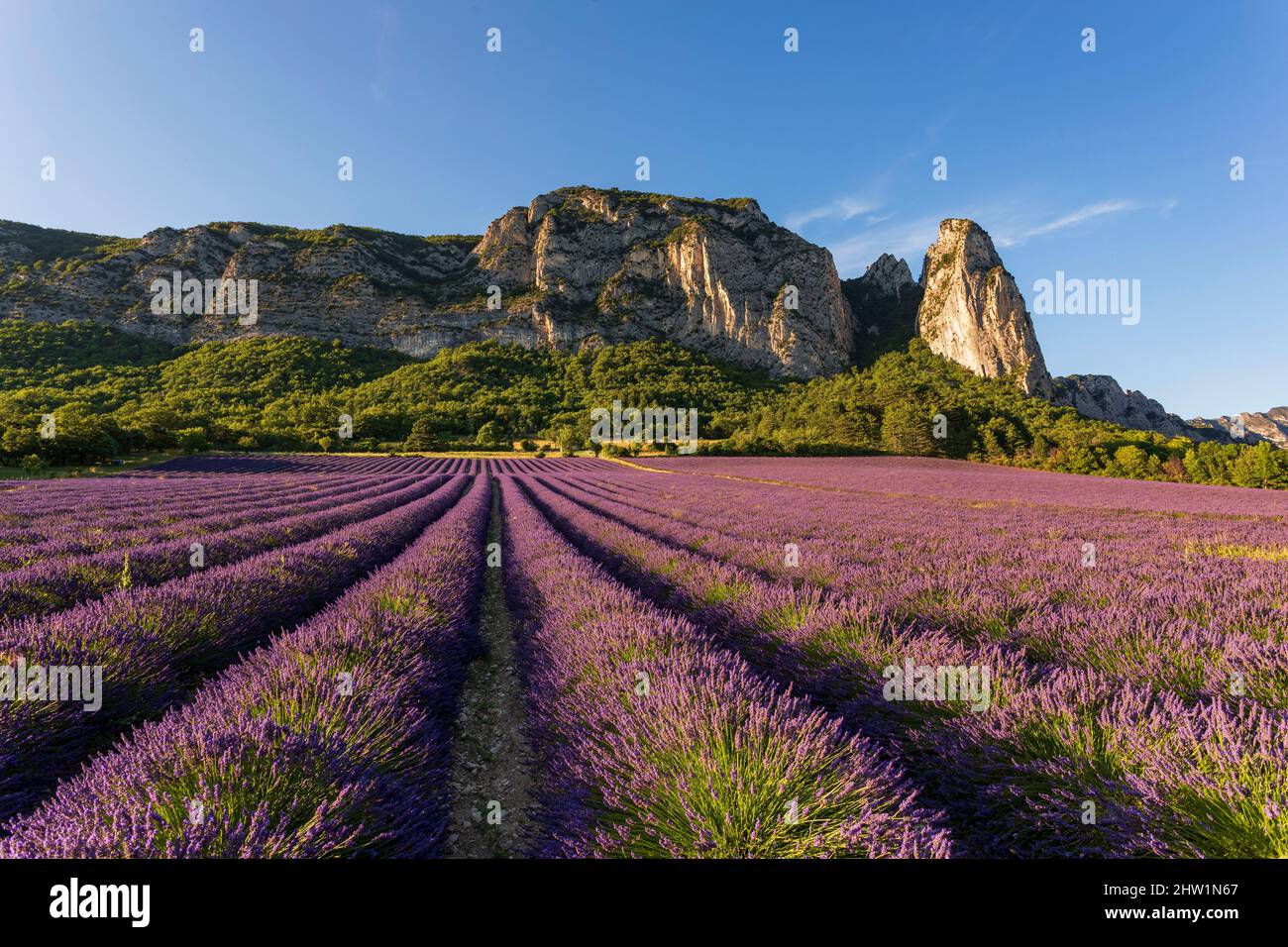 France, Drôme, forêt de Saou et village de Saou, champ de lavande Photo ...