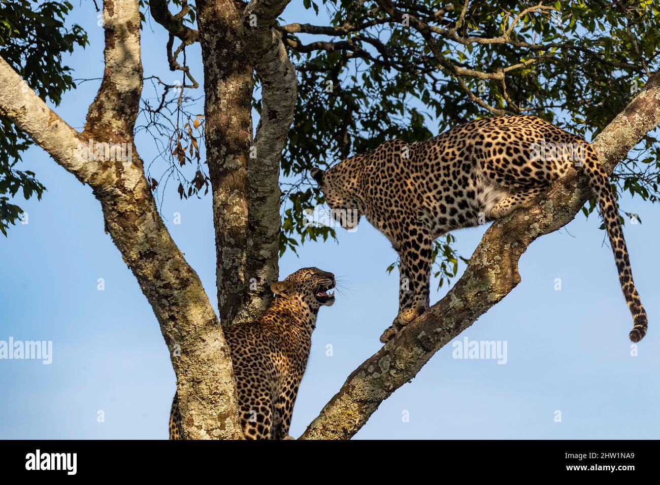 Kenya, réserve nationale Masai Mara, parc national, léopard (Panthera ...