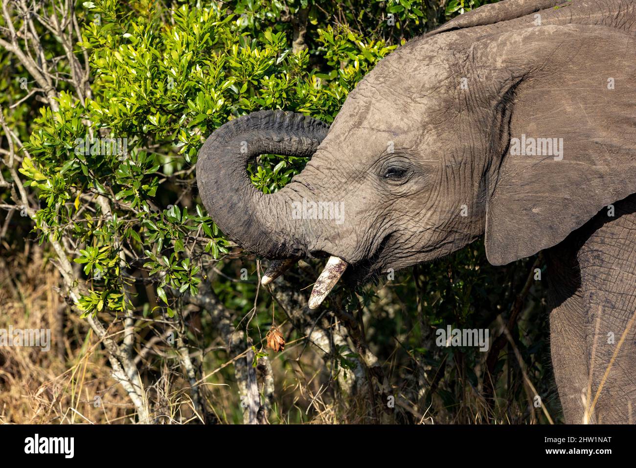 Kenya, réserve nationale de Masai Mara, parc national, éléphant de ...
