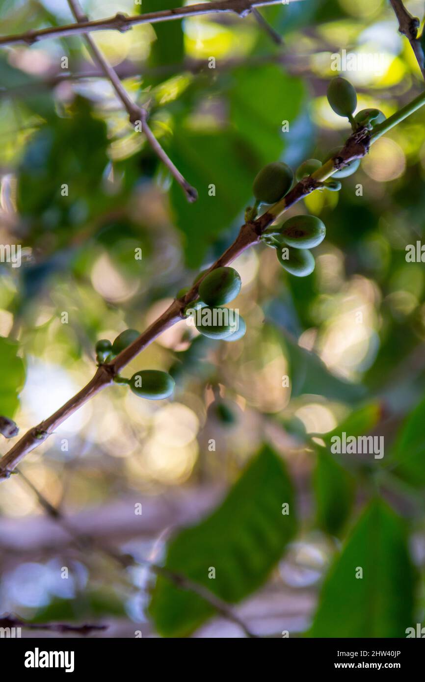 Arbre de café Arabica avec mûrissement vert cerises de café baies sur ...