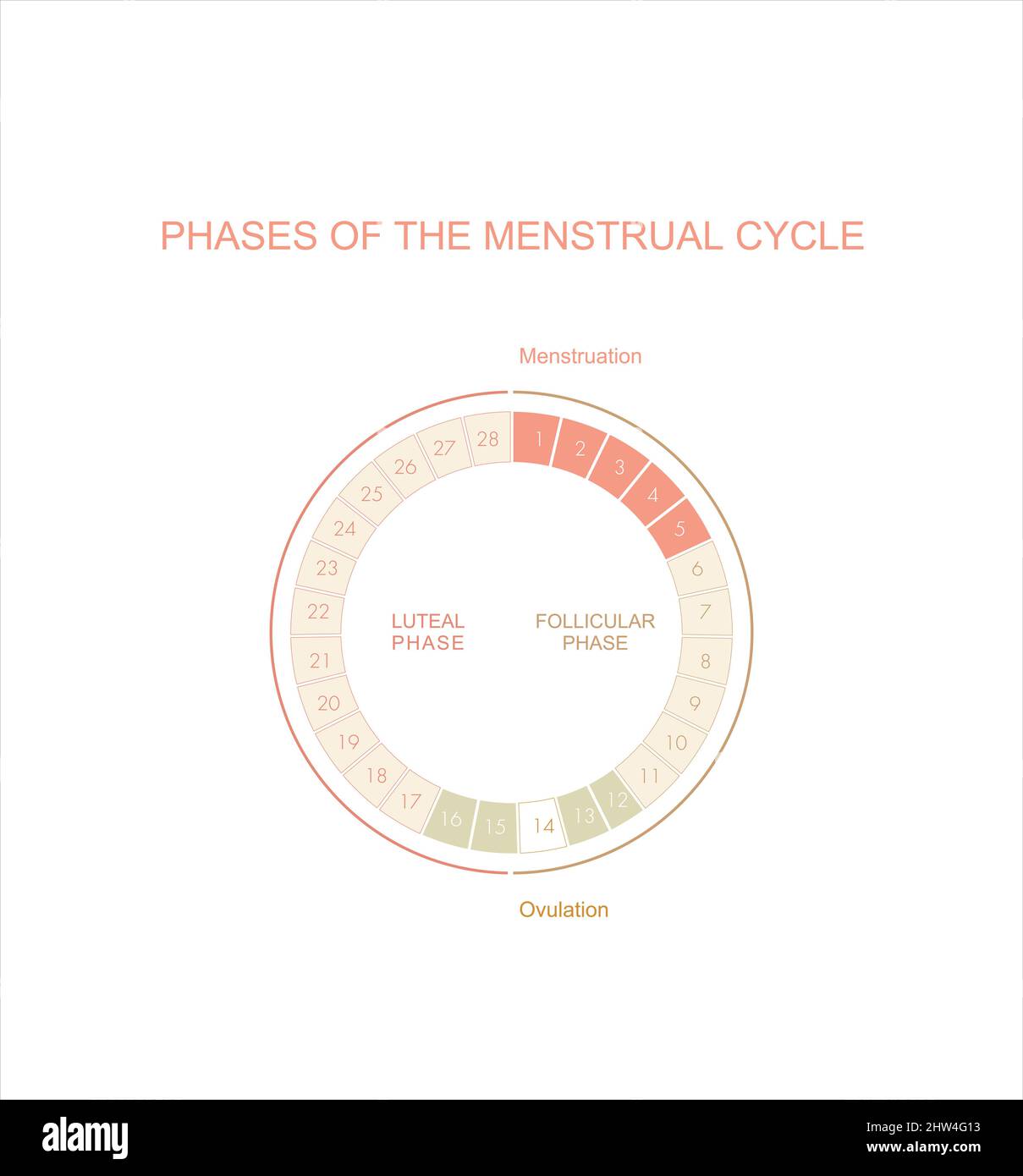 Tableau des cycles menstruels.Les quatre phases principales.Nombre ...