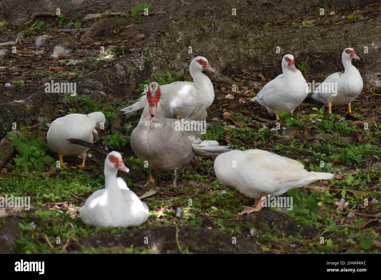 Canard de barbarie blanc Banque de photographies et d’images à haute ...