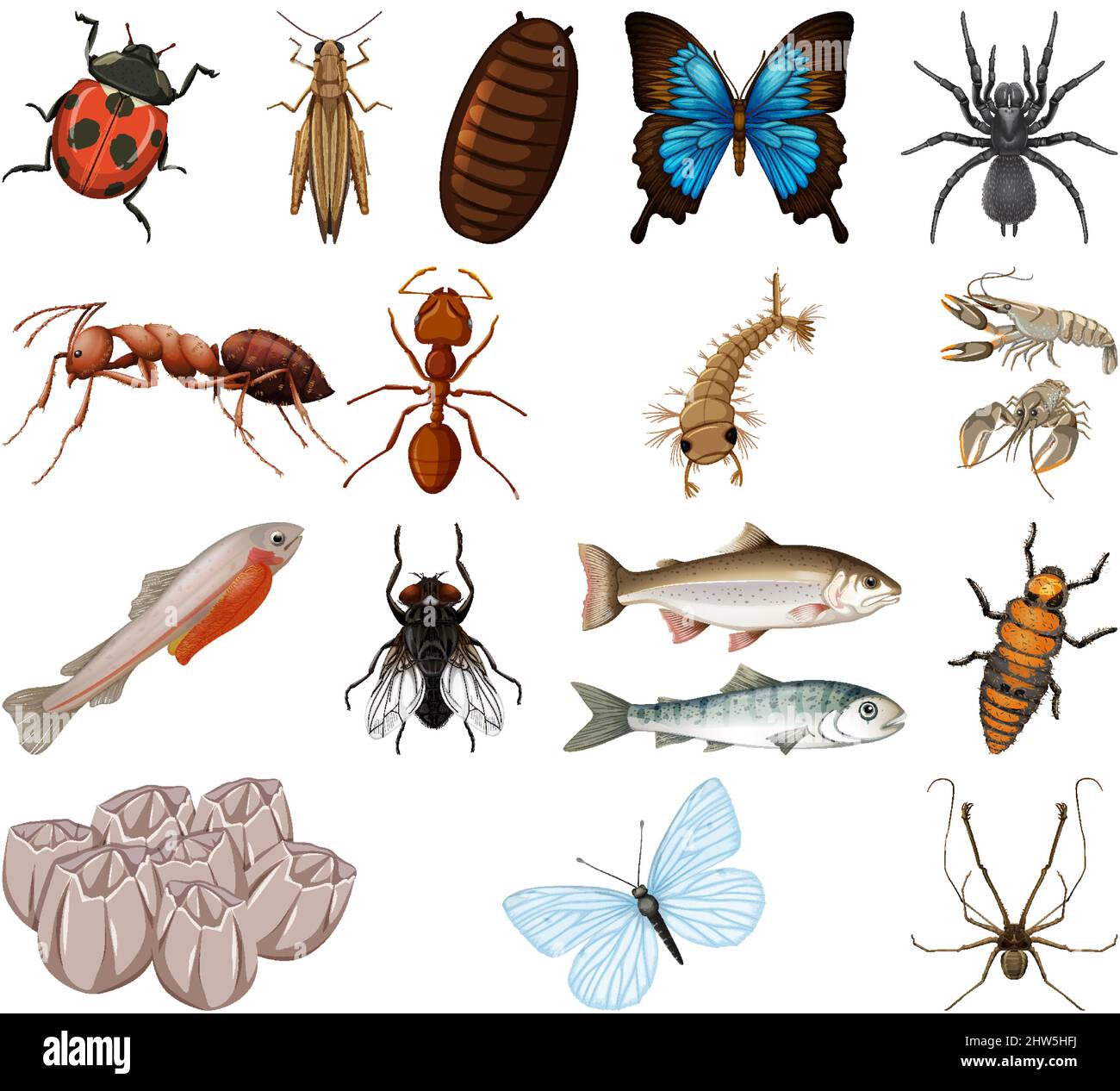Différents types d'insectes et d'animaux sur fond blanc illustration ...
