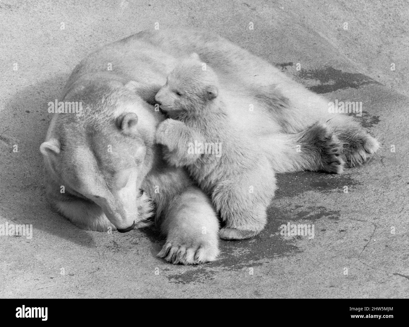 Pipaluk le cub ours polaire s'aventure pour la première fois avec sa ...