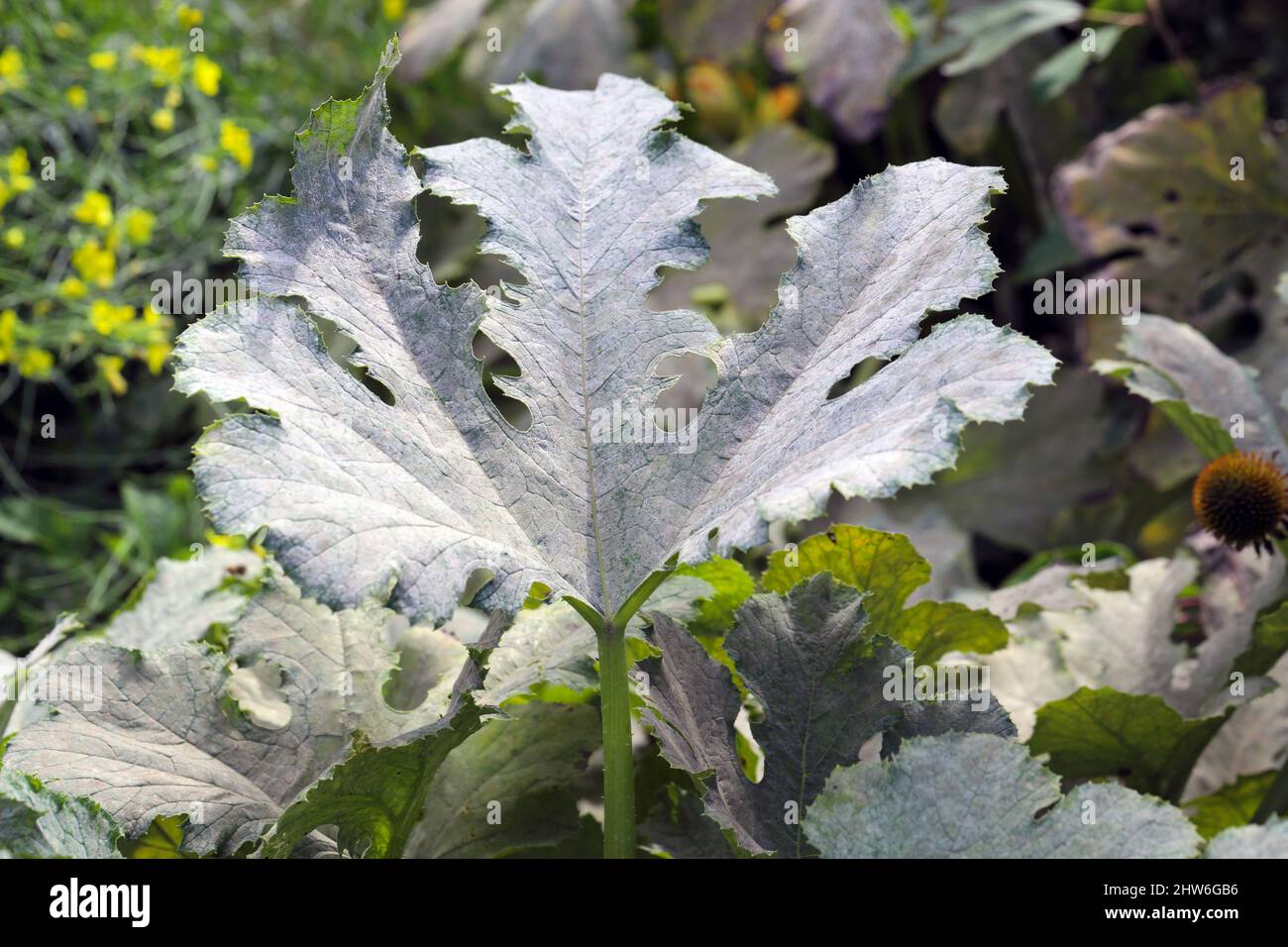 Maladie fongique mildiou poudreux sur le feuillage des courgettes ...