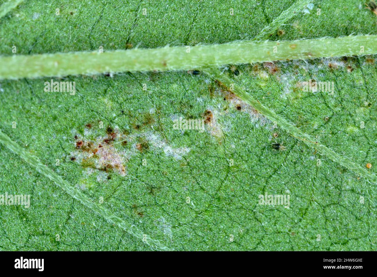 Red spider mite infestation tetranychus Banque de photographies et d ...
