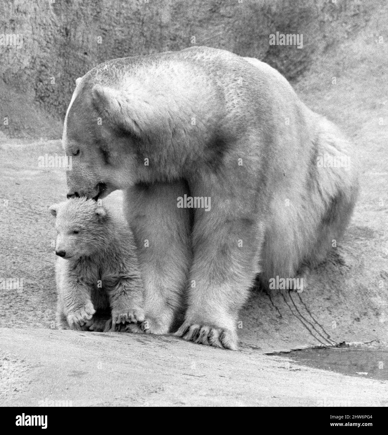 Pipaluk le cub ours polaire s'aventure pour la première fois avec sa ...
