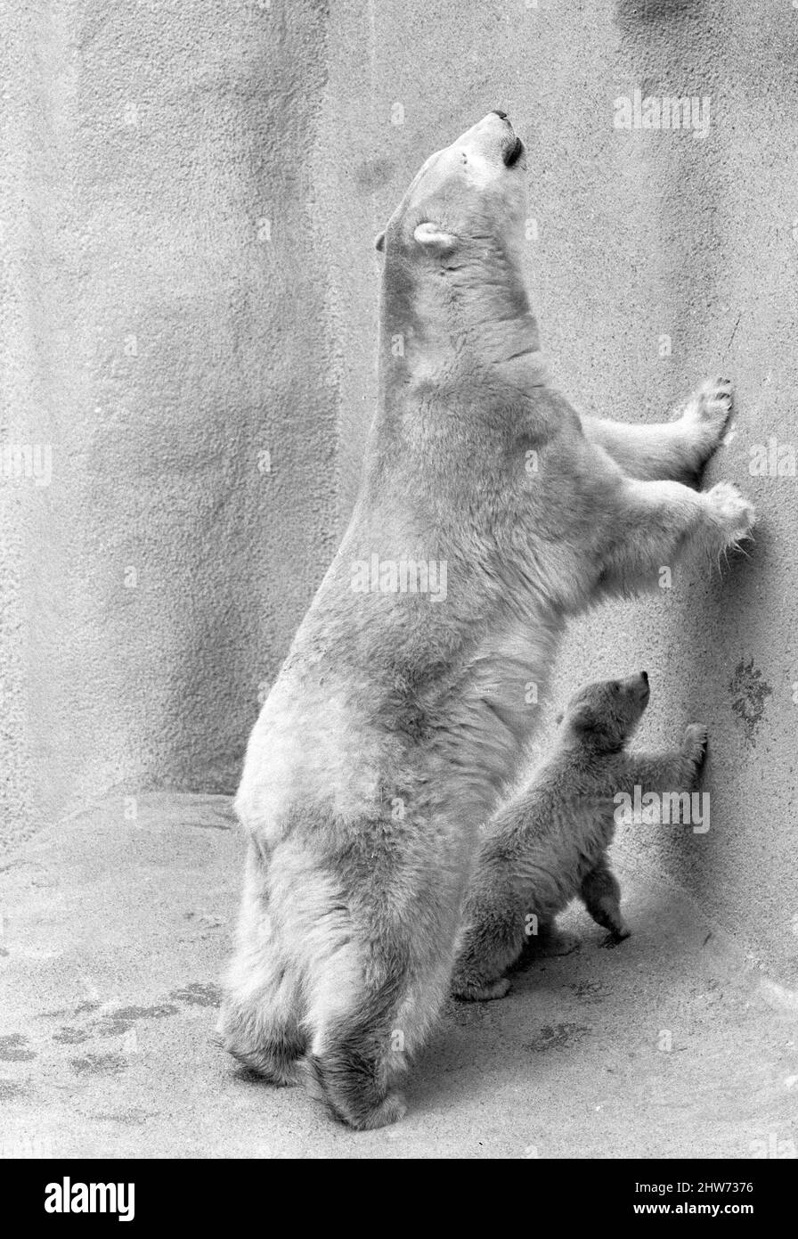 Pipaluk le cub ours polaire s'aventure pour la première fois avec sa ...