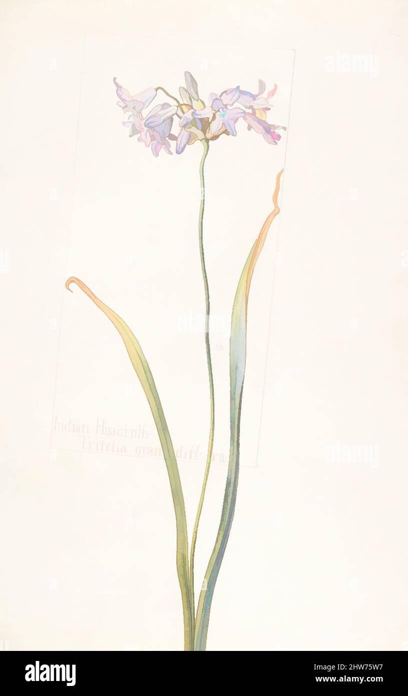 Tritelia grandiflora Banque de photographies et d’images à haute ...