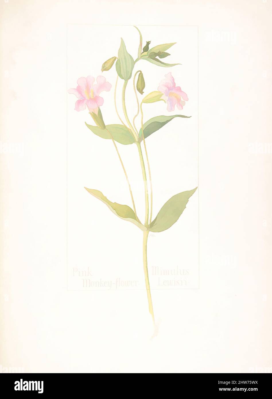 Art inspiré par la fleur de singe rose, Mimulus Lewisii, 16 juillet ...