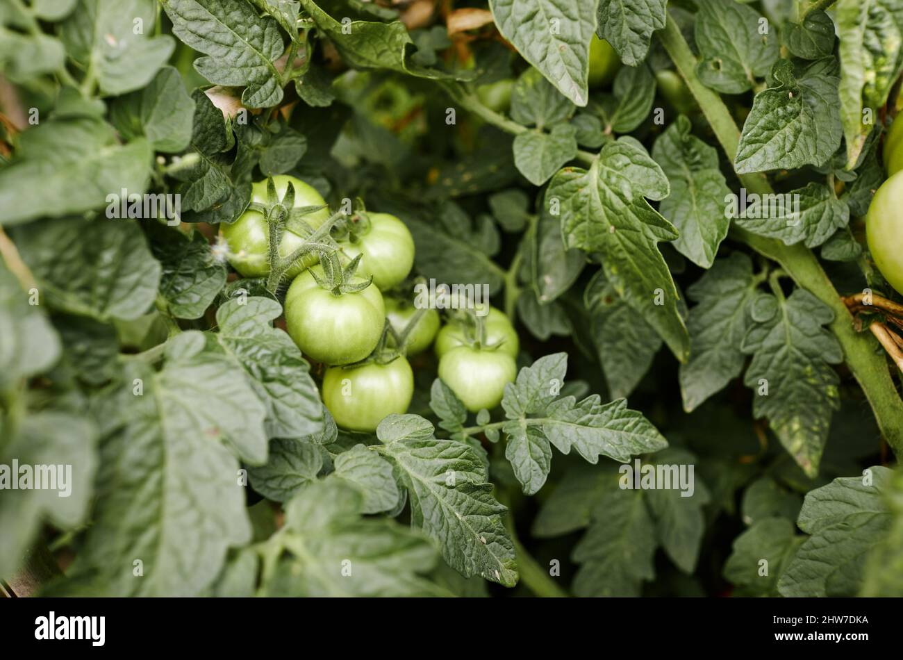 Faire pousser des tomates Banque de photographies et d’images à haute ...
