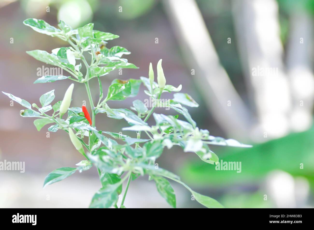 Poivre ou poivre tacheté, Chili Padi ou oiseau de piment ou de poivre ...