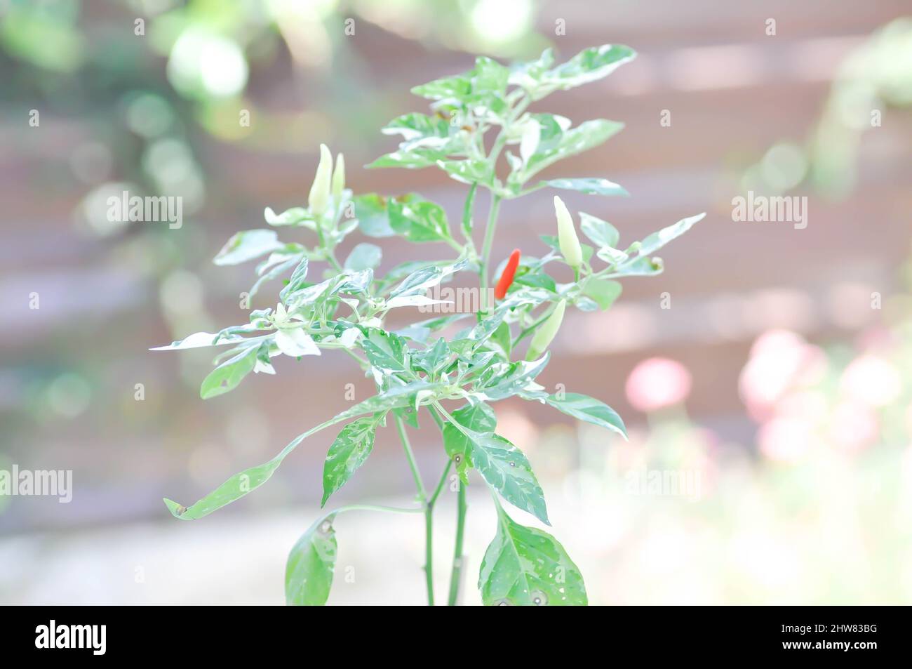 Poivre ou poivre tacheté, Chili Padi ou oiseau de piment ou de poivre ...