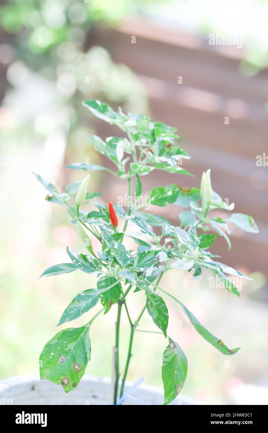 Poivre ou poivre tacheté, Chili Padi ou oiseau de piment ou de poivre ...