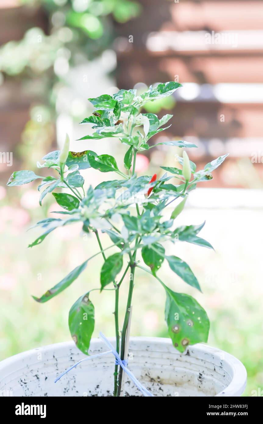 Poivre ou poivre tacheté, Chili Padi ou oiseau de piment ou de poivre ...