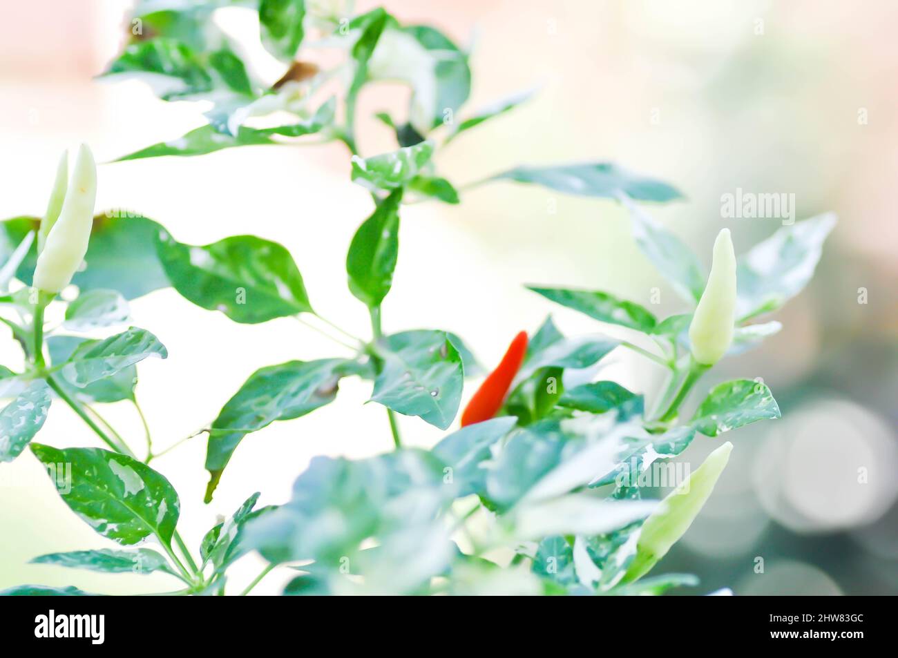 Poivre ou poivre tacheté, Chili Padi ou oiseau de piment ou de poivre ...