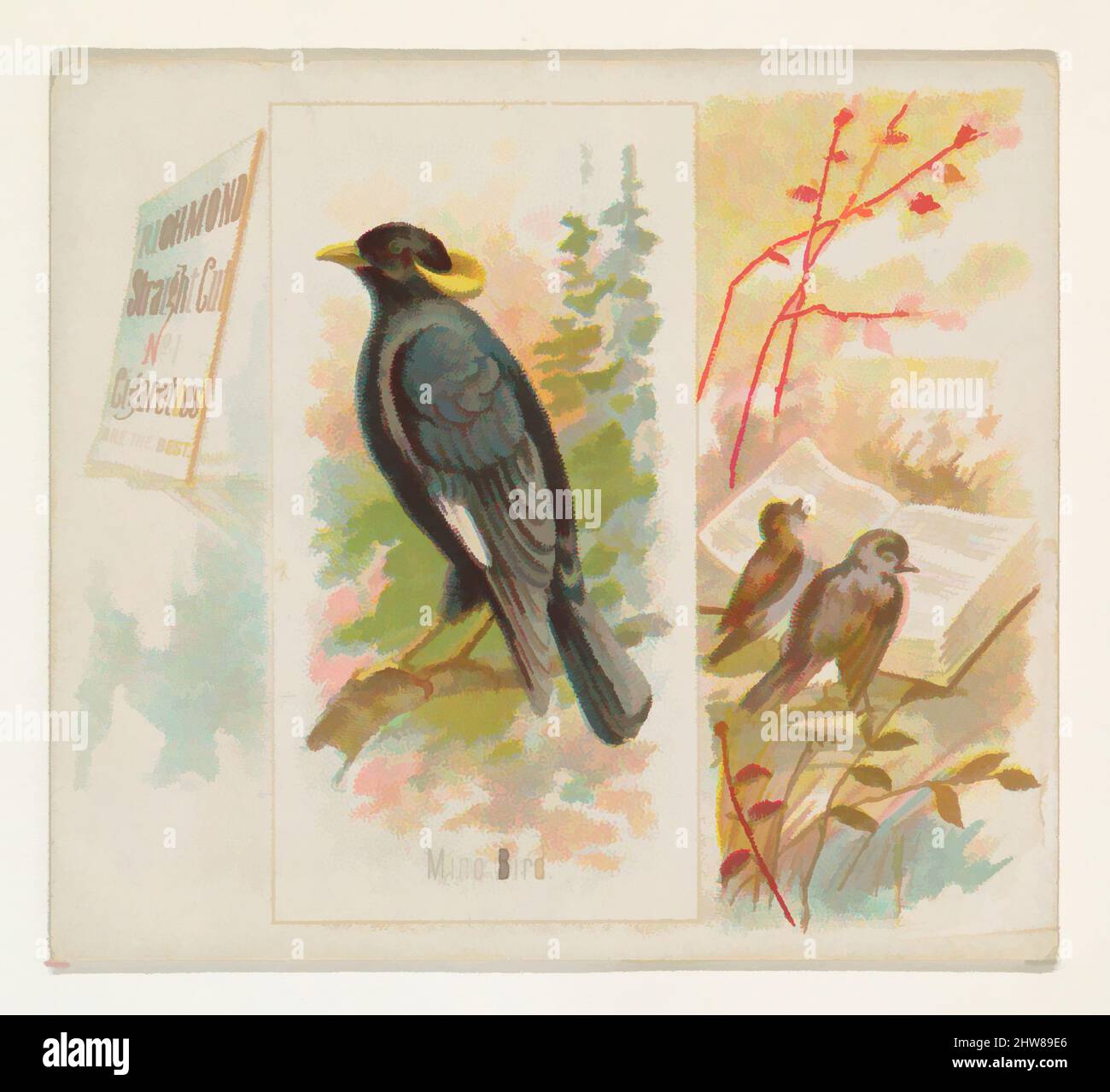 Art inspiré par Mino Bird, de la série Song Birds of the World (N42 ...