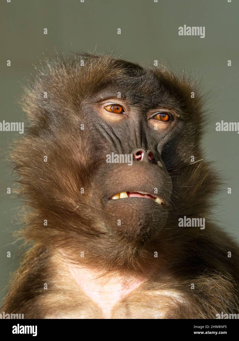 Genre theropithecus Banque de photographies et d’images à haute ...