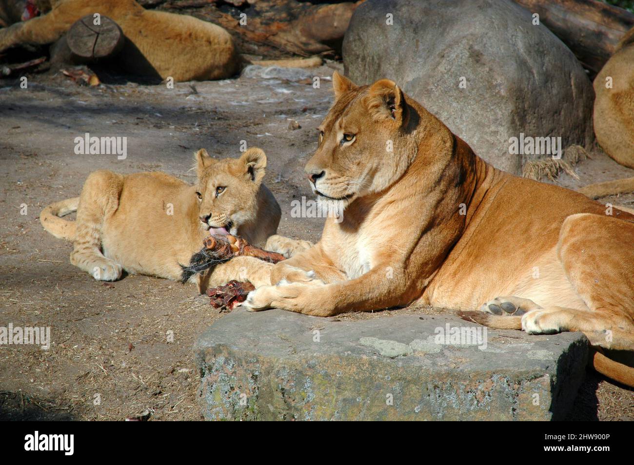 Lion mère et enfant amour Banque de photographies et d’images à haute ...