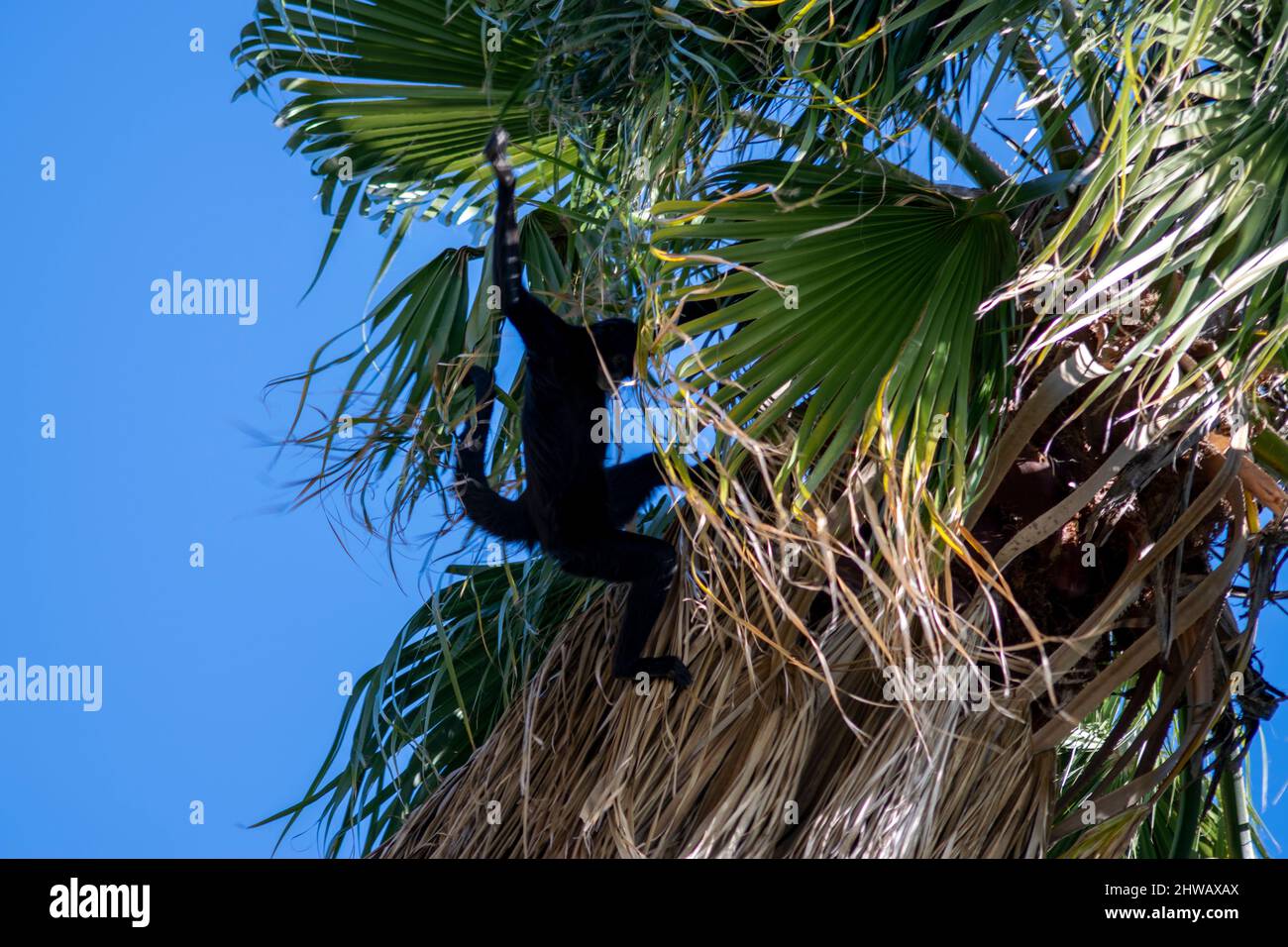 Singes du nouveau monde les plus intelligents Banque de photographies ...