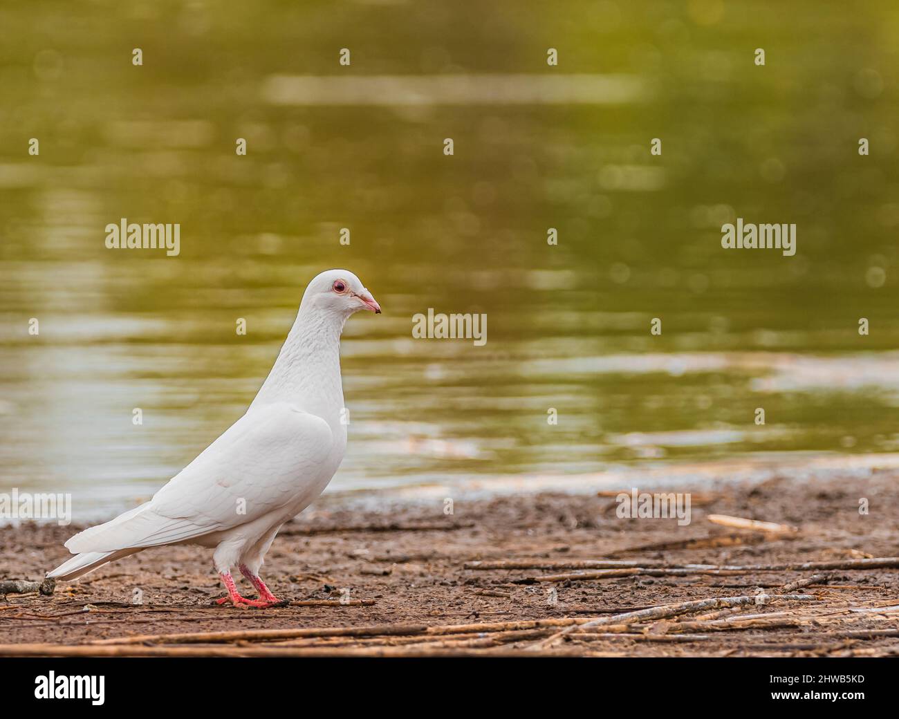 Ptaki polski Banque de photographies et d’images à haute résolution - Alamy