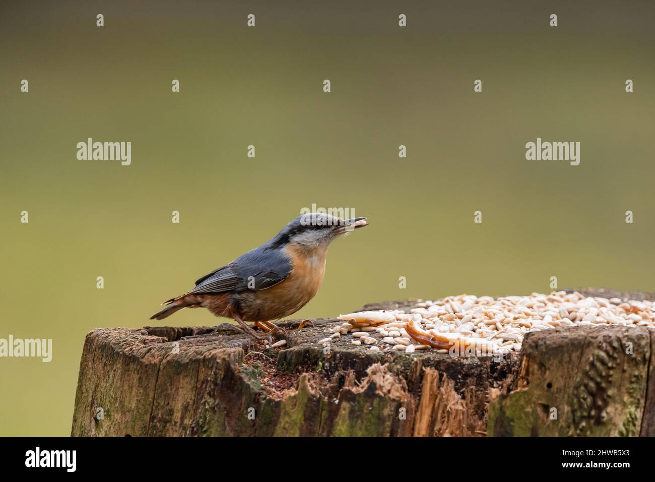 Golab grzywacz Banque de photographies et d’images à haute résolution - Alamy