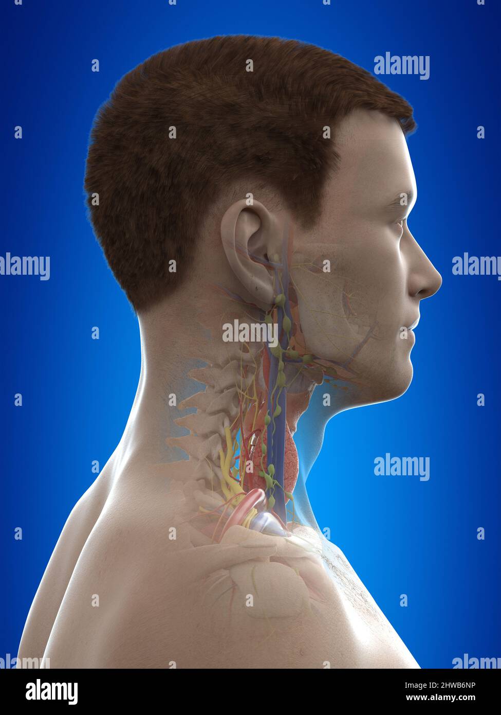Anatomie du cou, illustration Photo Stock - Alamy