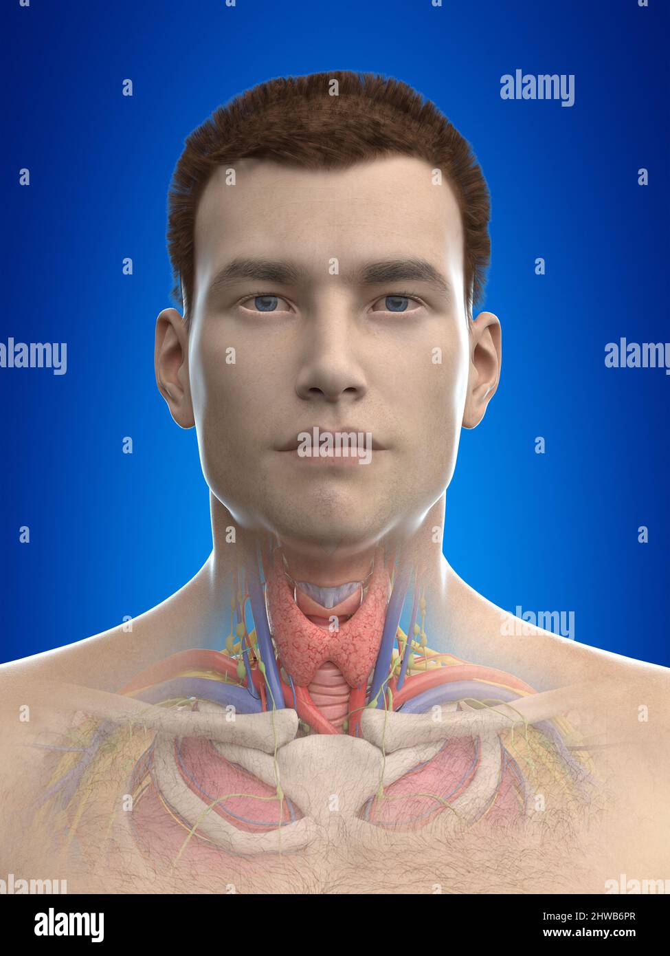 Anatomie du cou, illustration Photo Stock - Alamy