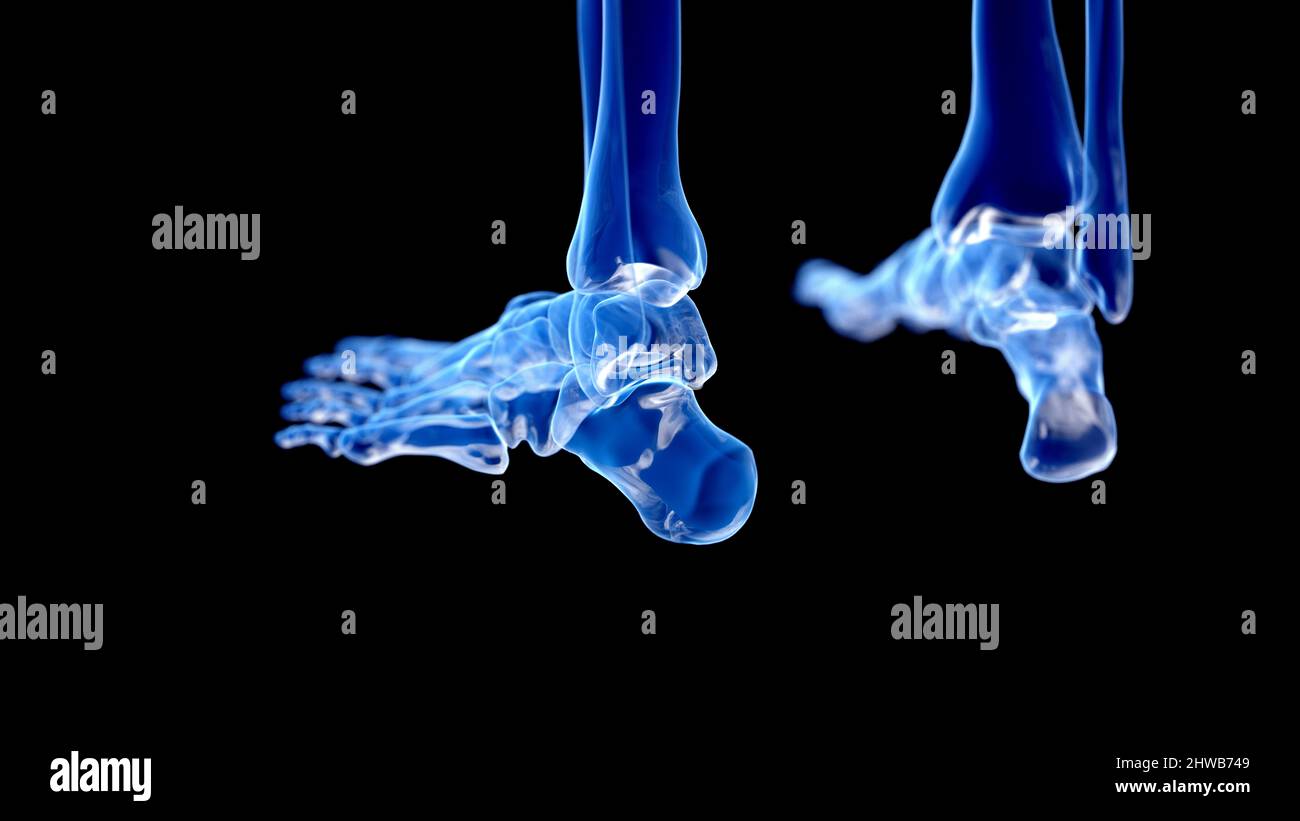 Articulation de la cheville humaine Banque d'image et photos - Alamy