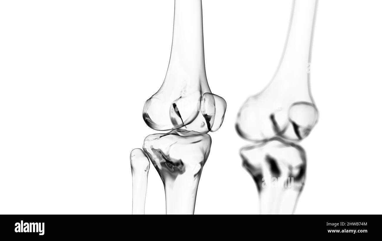 Genou anatomie Banque d'images noir et blanc - Page 3 - Alamy