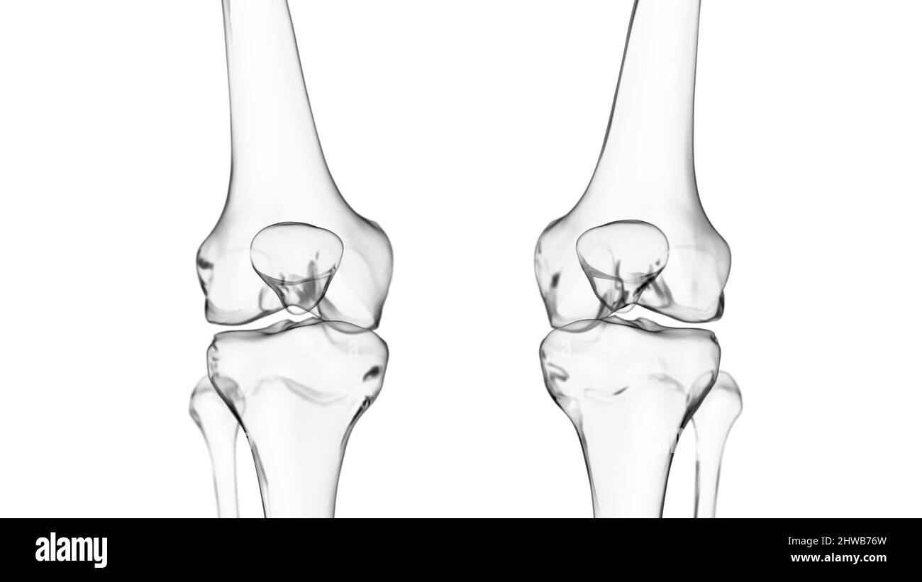 Anatomy of the knee Banque d'images noir et blanc - Page 3 - Alamy