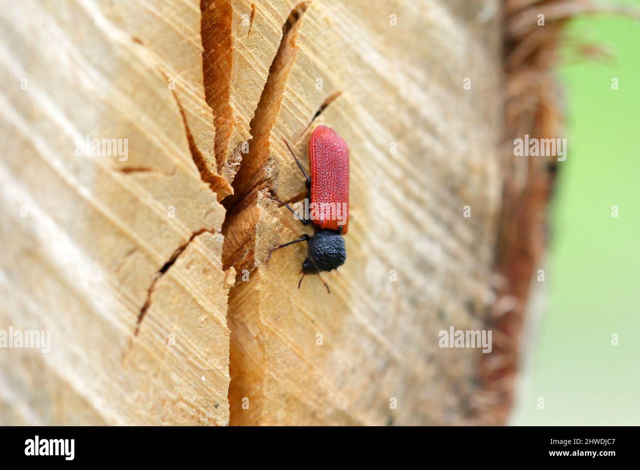 Insecte du bois mort Banque de photographies et d’images à haute ...