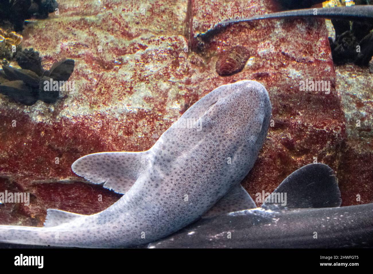 Requin ovipare Banque de photographies et d’images à haute résolution ...