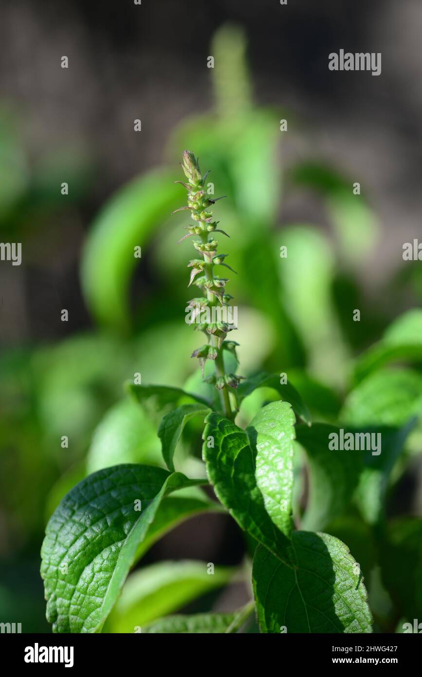 La plante de basilic d'arbre a beaucoup de noms selon où il est cultivé ...