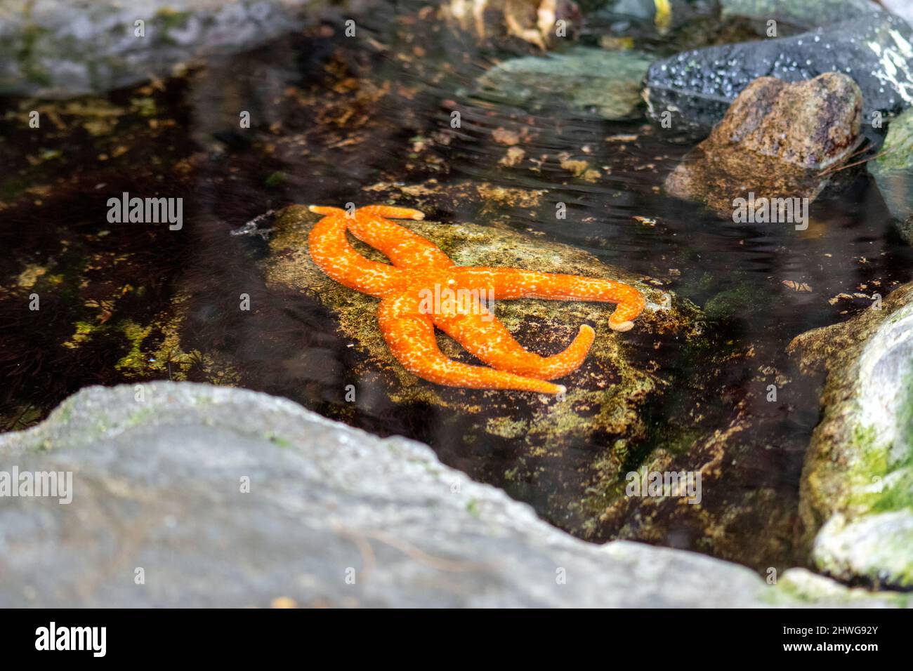 étoile de mer orange Banque de photographies et d’images à haute ...