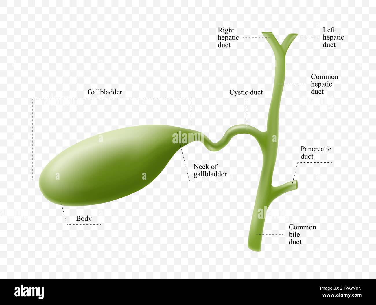 Anatomie de la vésicule biliaire avec description des parties ...