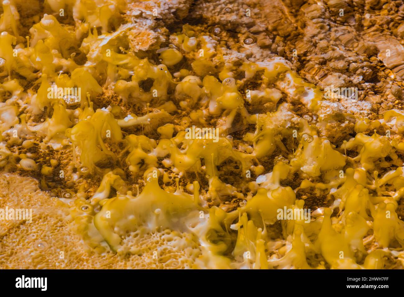 Filamentous cyanobacteria Banque de photographies et d’images à haute ...