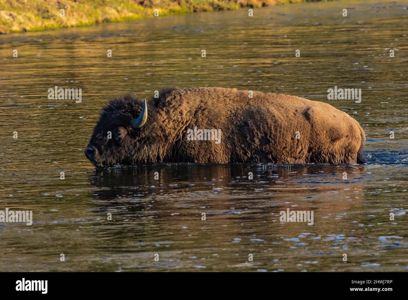 Buffalo crossing yellowstone Banque de photographies et d’images à ...