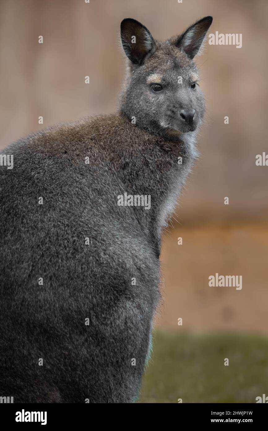 Australian furry animal Banque de photographies et d’images à haute ...