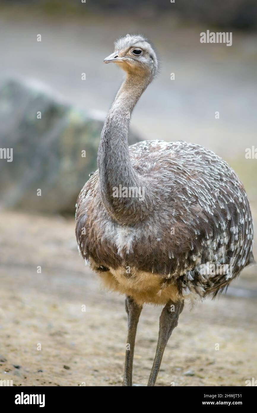 Beaux darwins nandou Banque de photographies et d’images à haute ...